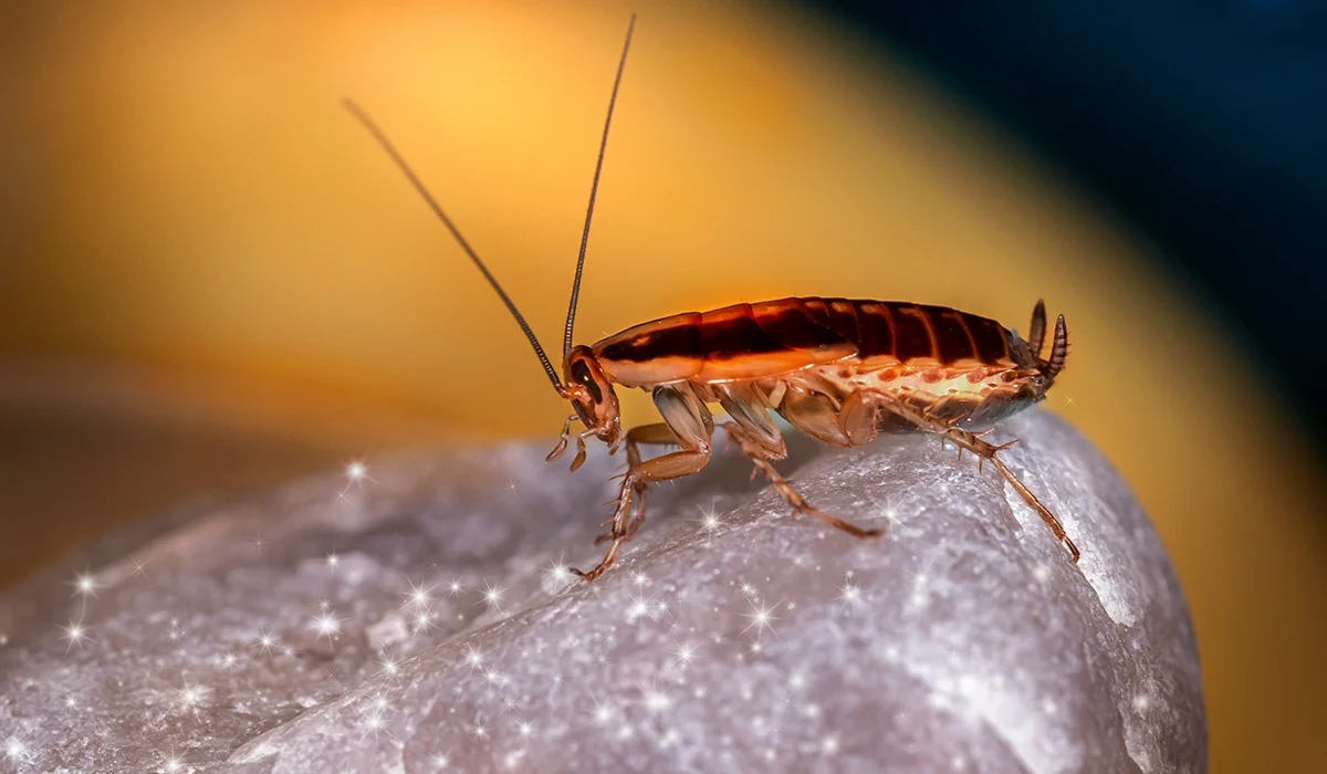Cockroach Control Questions | Your Roach FAQs Answered