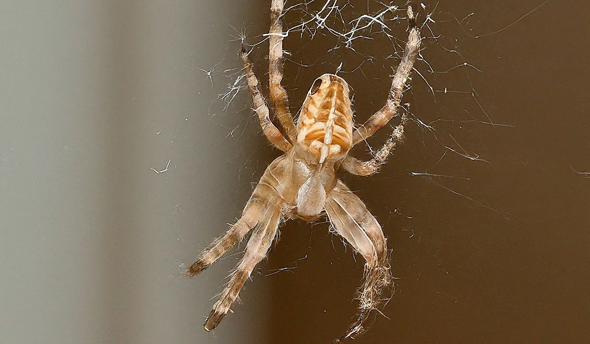 Spider Control Queen Creek AZ area | Signs Of Spider Infestation