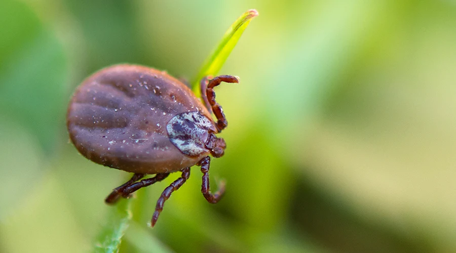 Tick Control Queen Creek AZ | Effective & Safe Tick Treatment